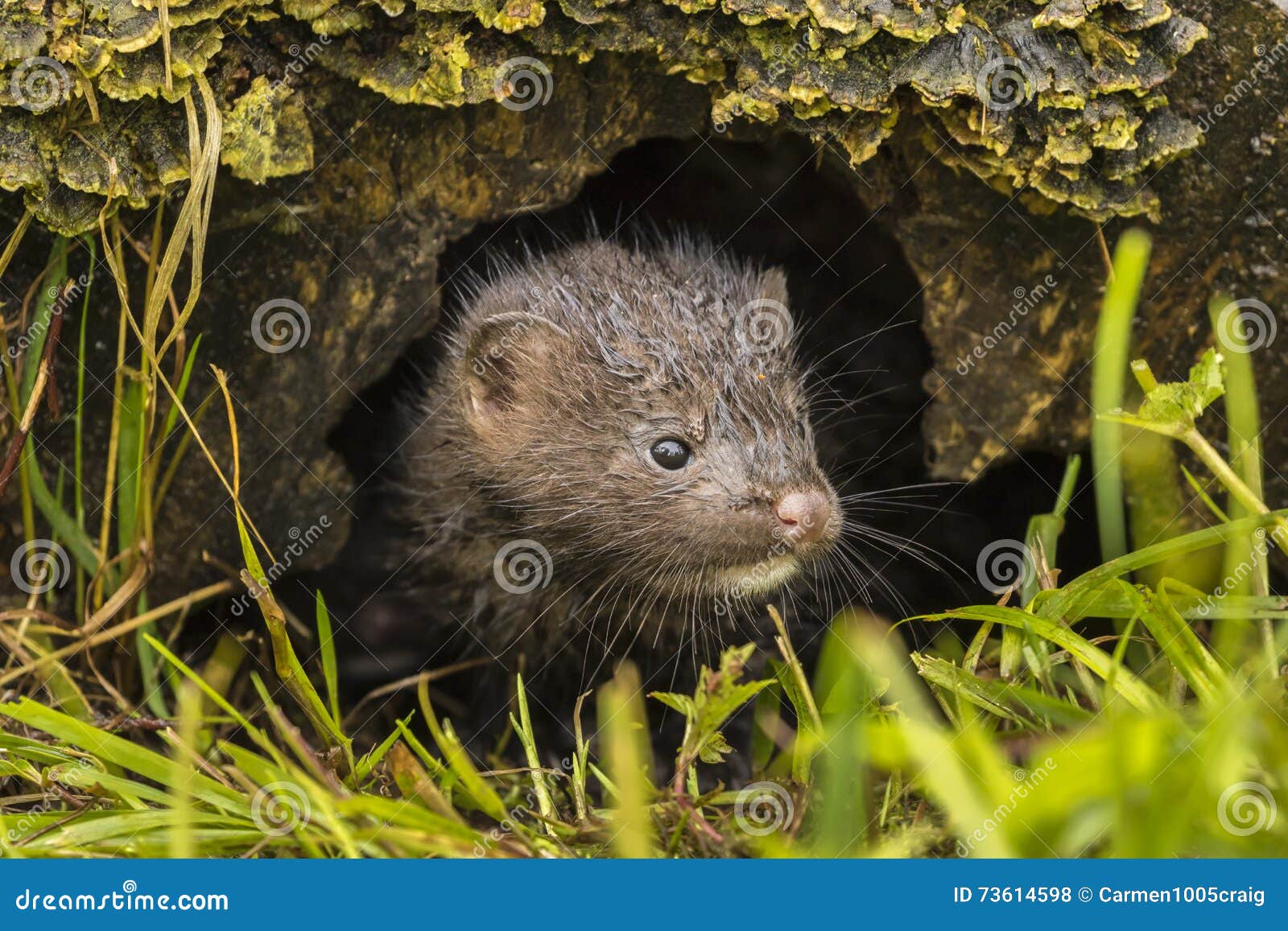 Mink stock photo. Image of mink, curious, captive, cute - 73614598