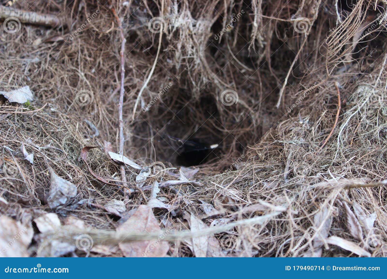 Mink of an Animal in the Roots of a Tree. Stock Photo - Image of animal ...