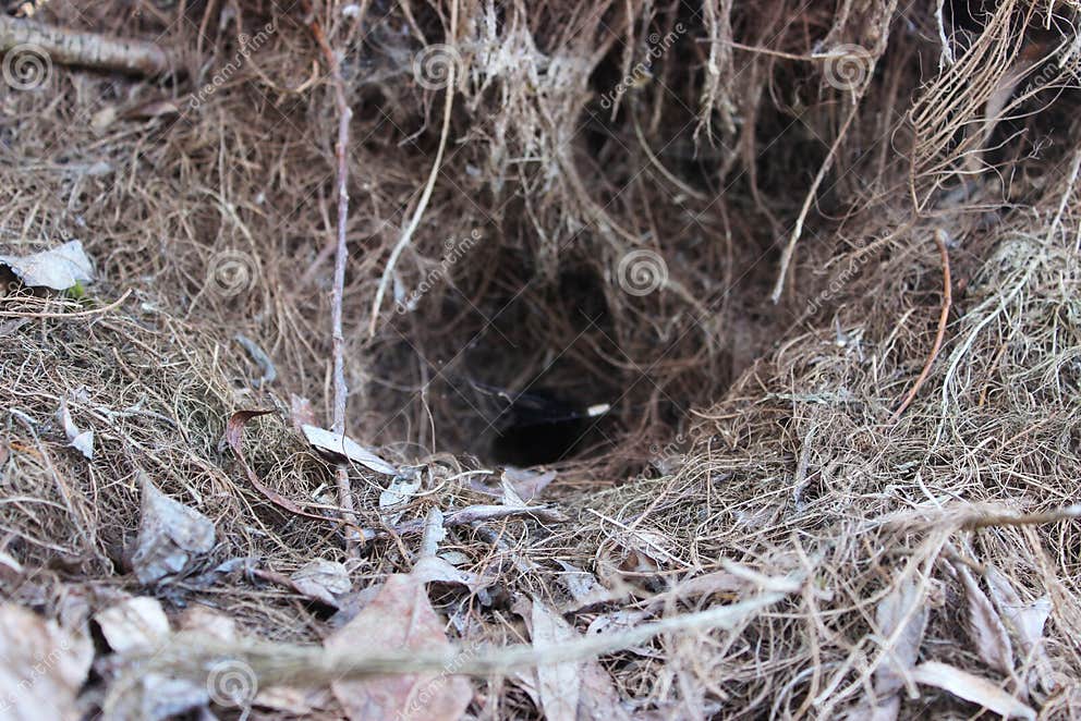 Mink of an Animal in the Roots of a Tree. Stock Photo - Image of animal ...