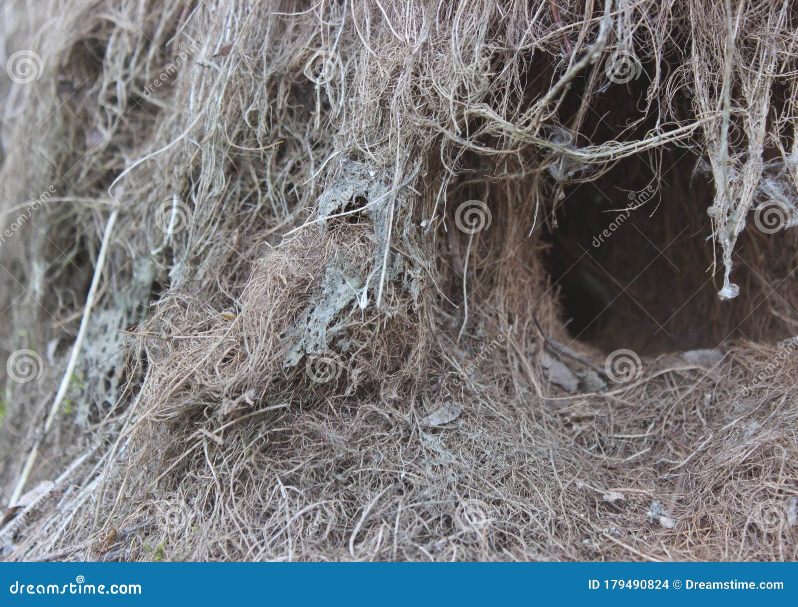 Mink of an Animal in the Roots of a Tree. Stock Photo - Image of roots ...