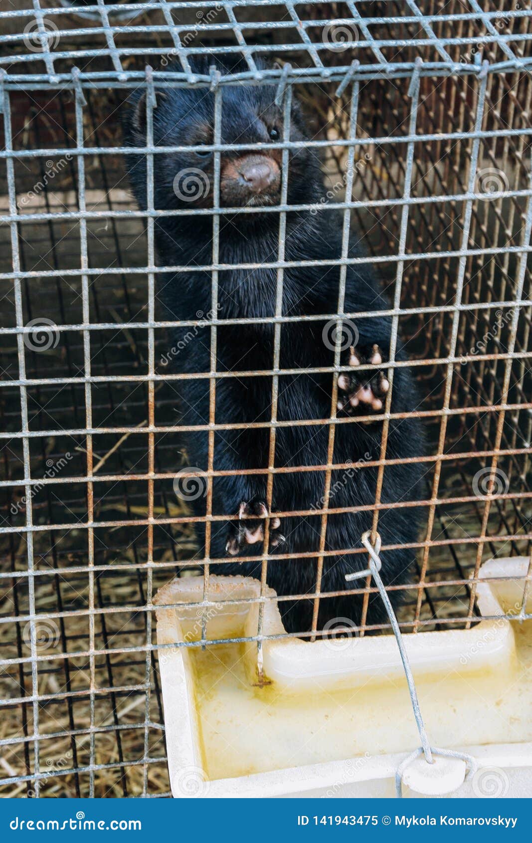 Mink in a cage stock image. Image of farm, farmhouse - 141943475