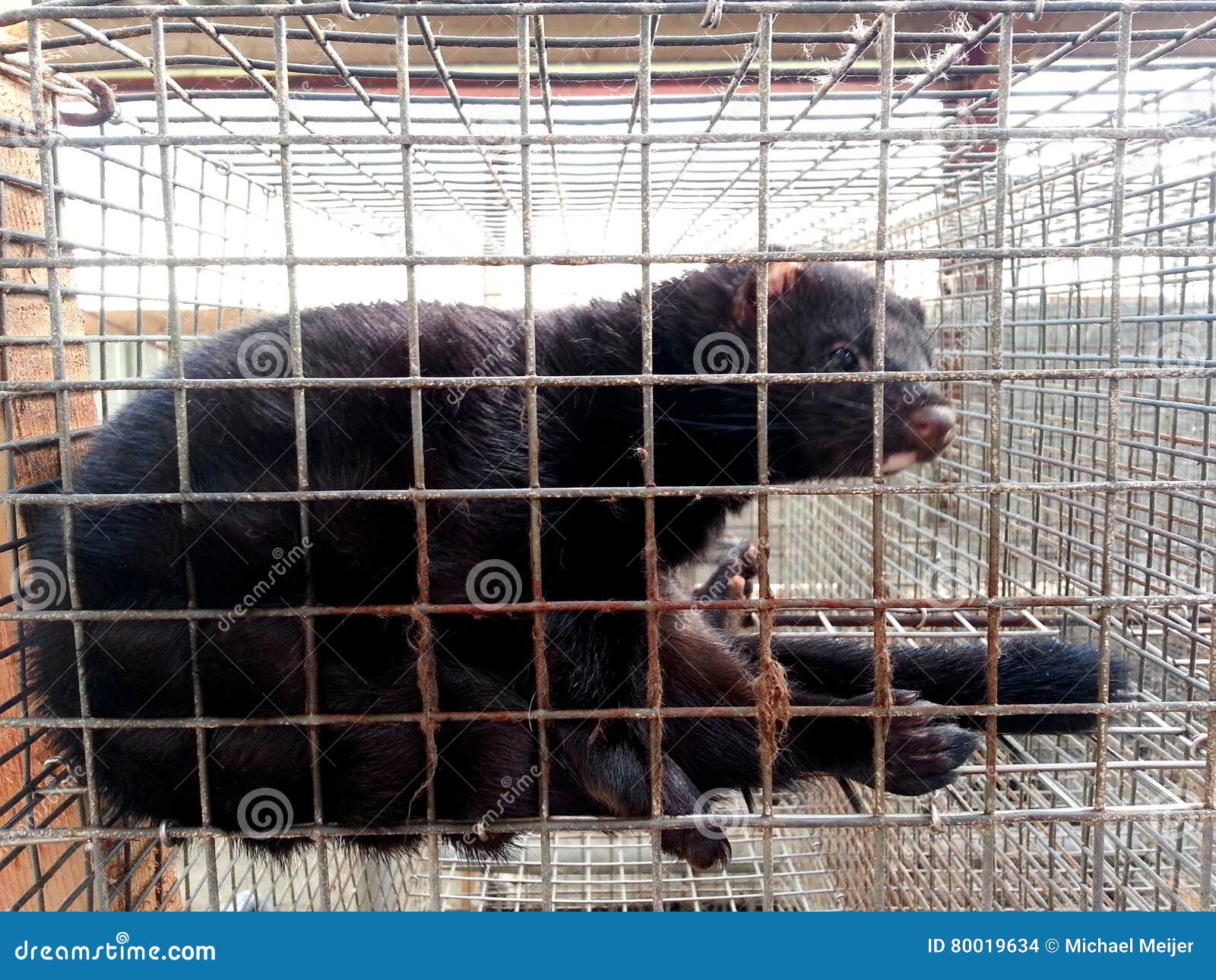 Mink in captivity stock photo. Image of pelt, enclosure - 80019634