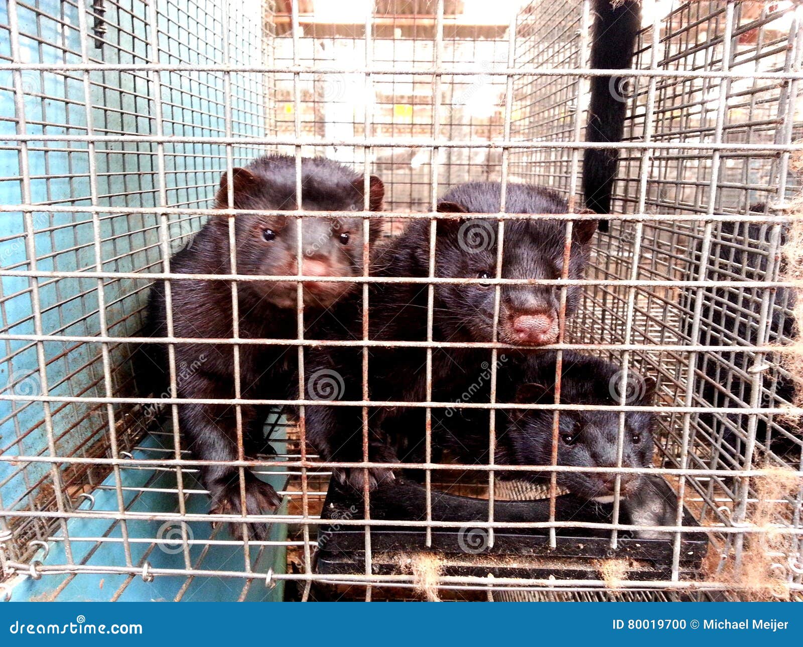 Mink in captivity stock photo. Image of mammal, motion - 80019700