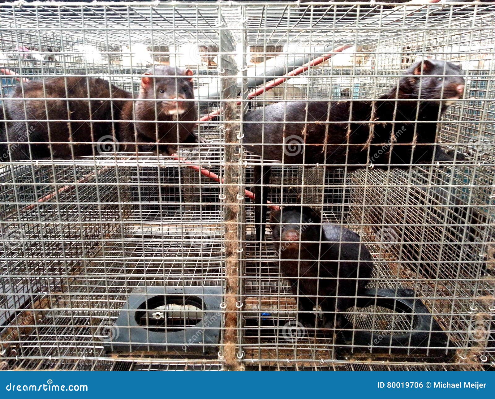 Mink in captivity stock photo. Image of breeding, enclosure - 80019706