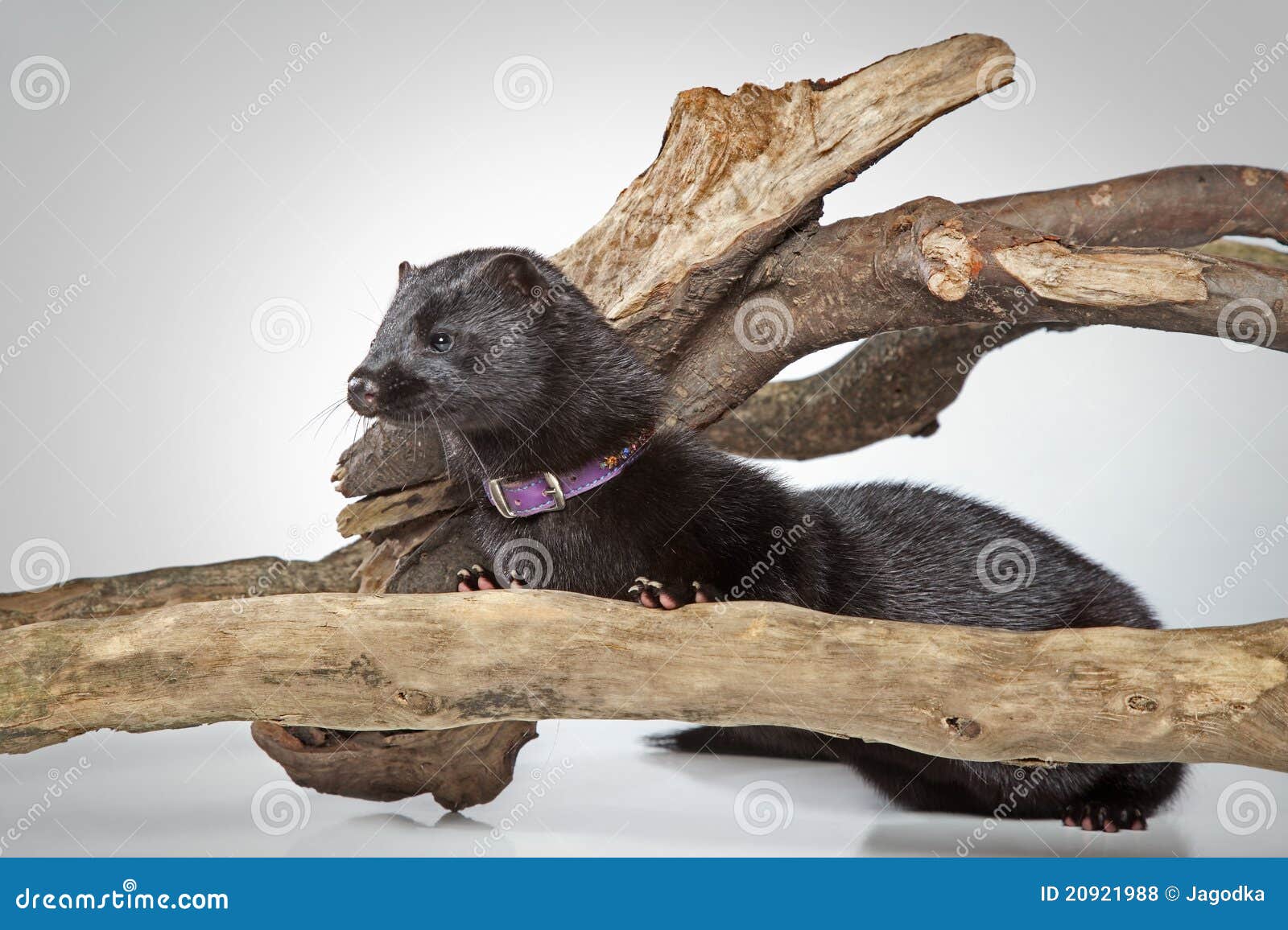 Mink crawls on branches stock photo. Image of nature - 20921988