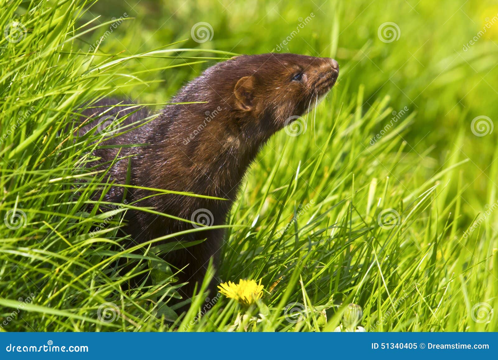 Mink stock image. Image of nature, fluffy, mammals, grass - 51340405