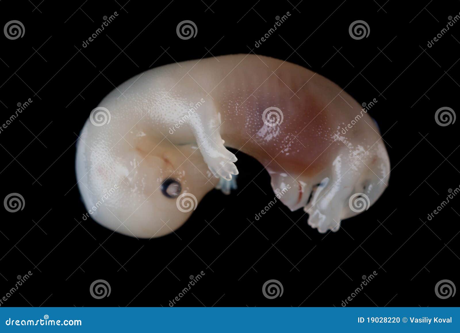 1,222 Embryo Animal Stock Photos - Free & Royalty-Free Stock Photos ...