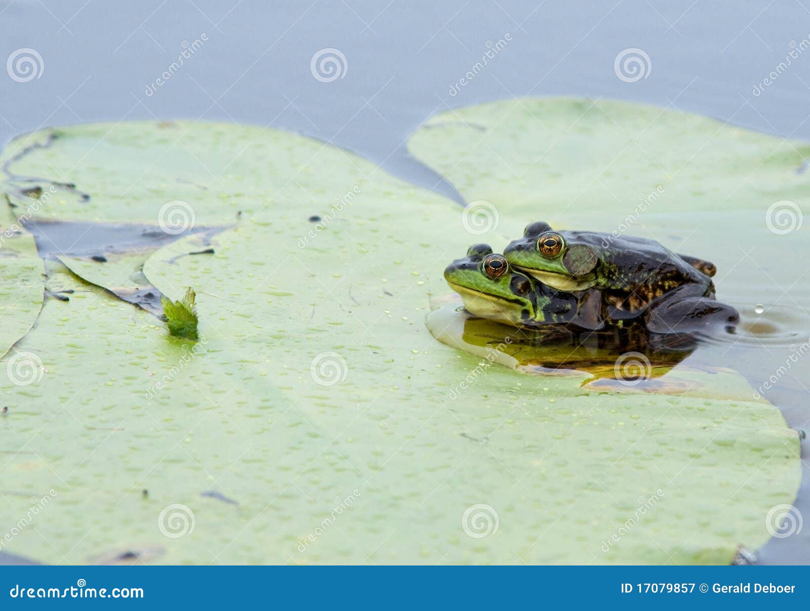 Mink Frogs in Amplexus stock image. Image of mink, herpetology - 17079857