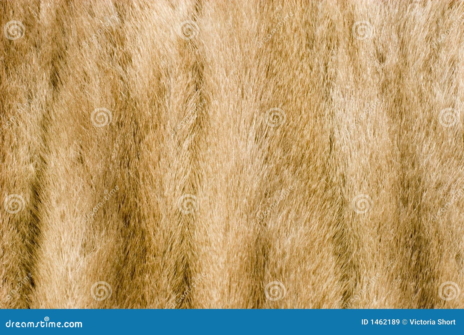 Mink fur alpha stock image. Image of soft, sleek, pelt - 1462189