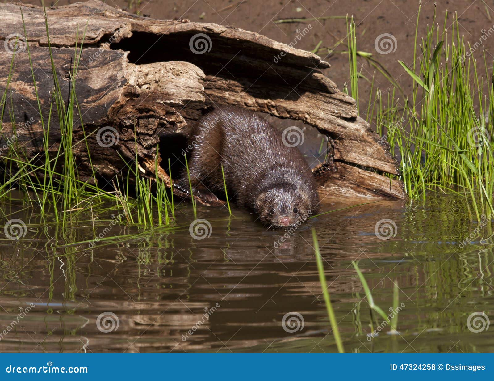 Mink Going for a Swim in the River Stock Photo - Image of wild ...