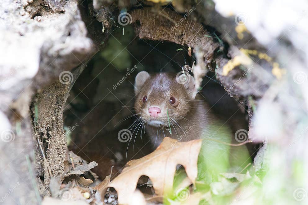 Mink in his den stock image. Image of brown, alert, trappers - 85454735
