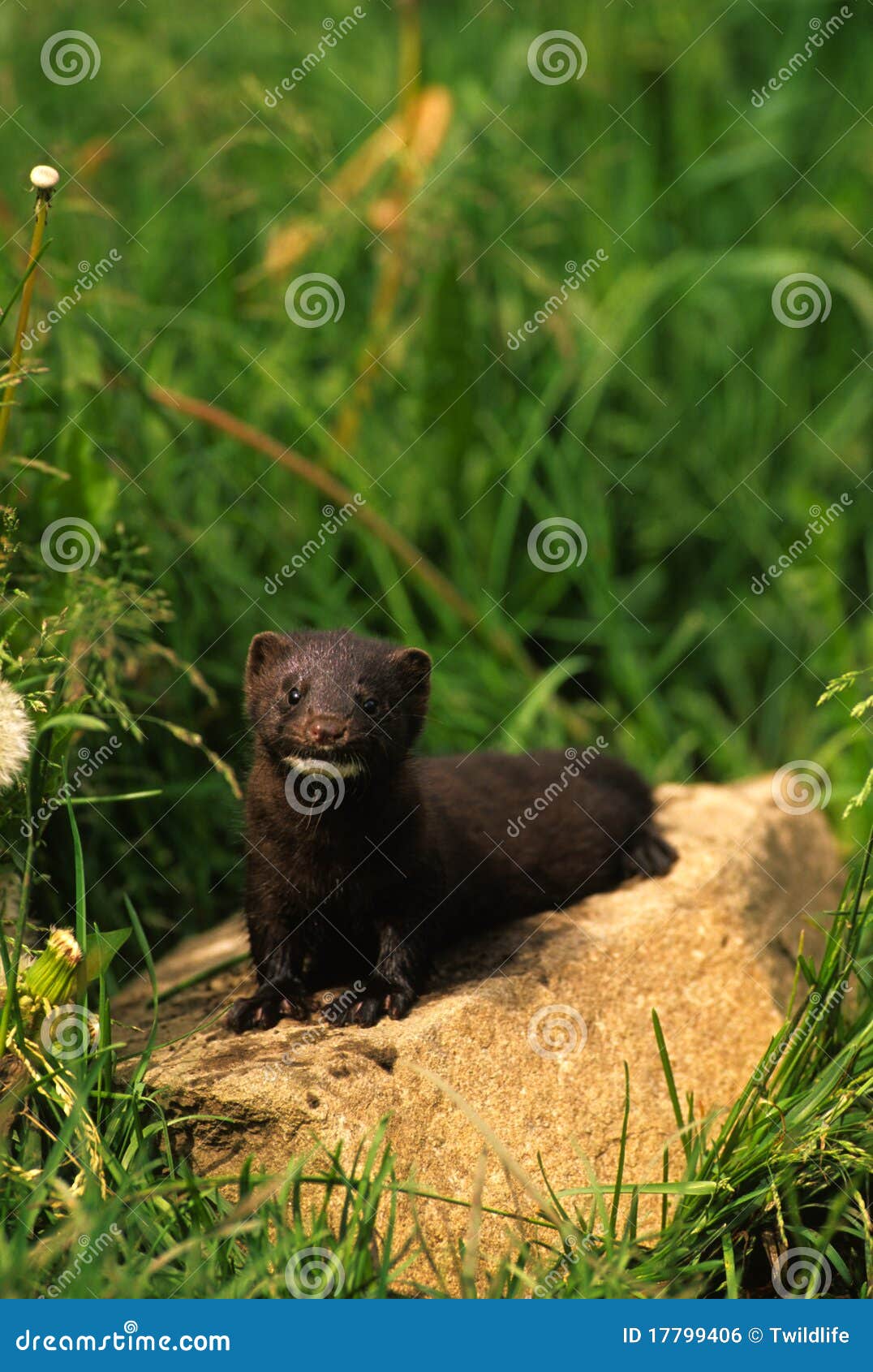 Mink on Rock stock photo. Image of weasel, mink, predator - 17799406