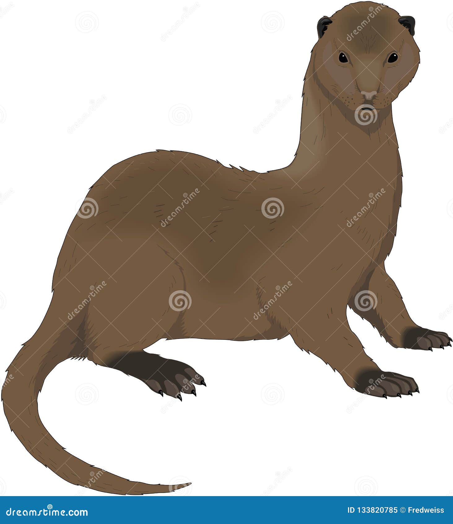 Fun Zoo. Mink Cartoon Vector | CartoonDealer.com #26138783
