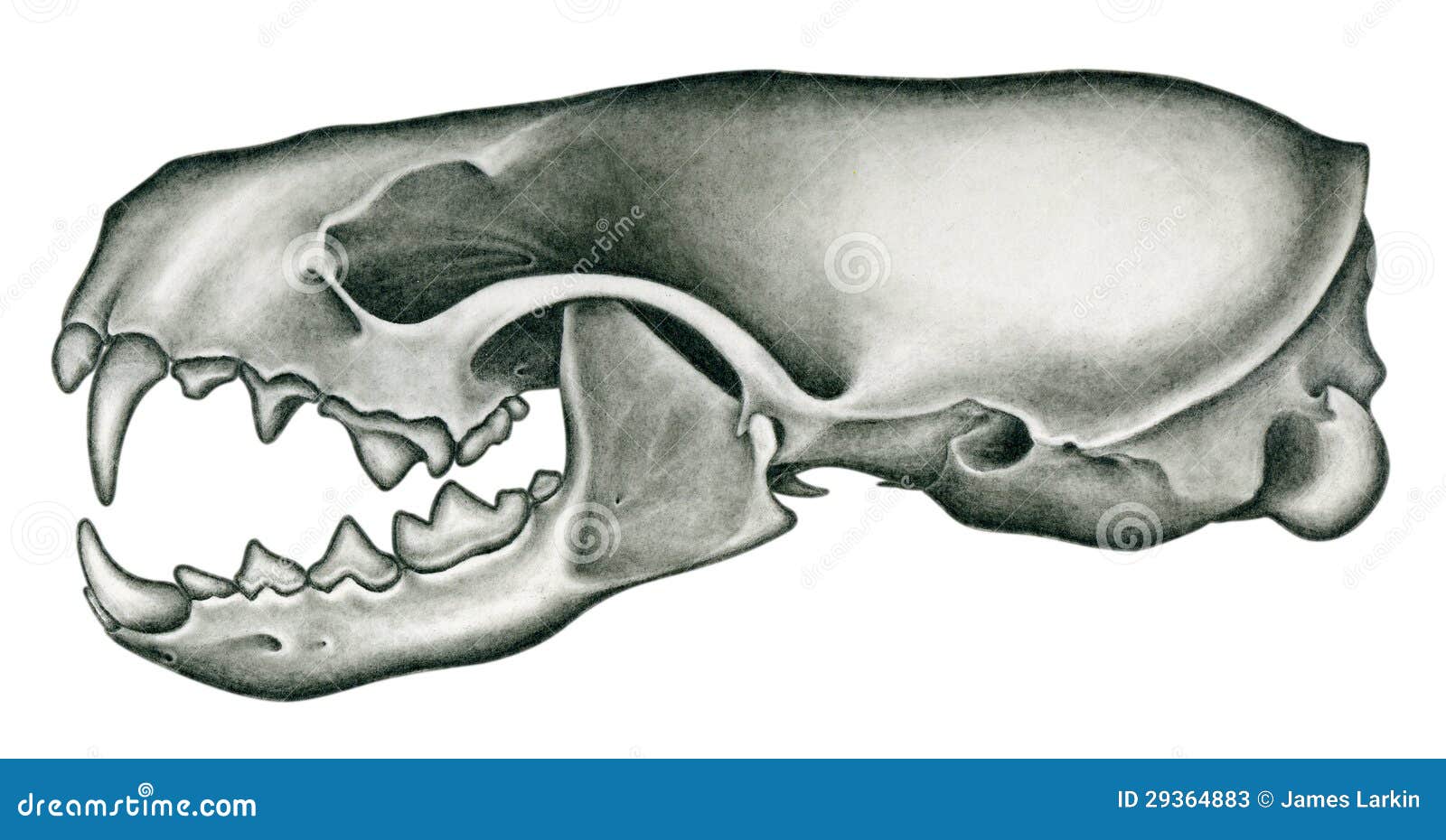 Mink Skull stock illustration. Illustration of teeth - 29364883