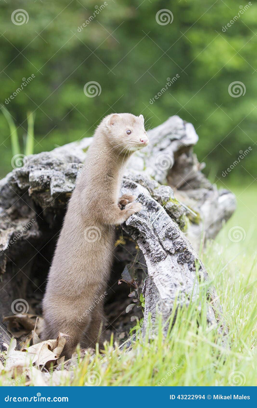 Mink Standing Out of Log Opening Stock Photo - Image of banks, american ...