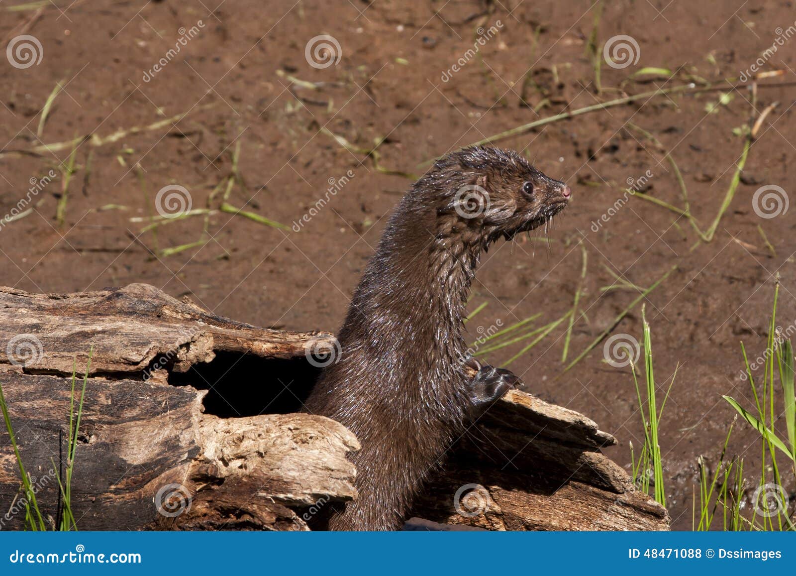 Mink Standing Up on Back Legs Inside Log Stock Photo - Image of habitat ...
