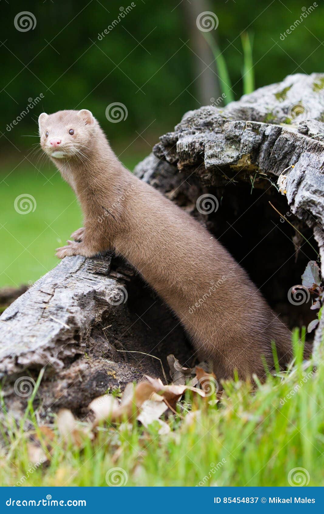 Curious Mink Looking Out From His Den Stock Photography | CartoonDealer ...