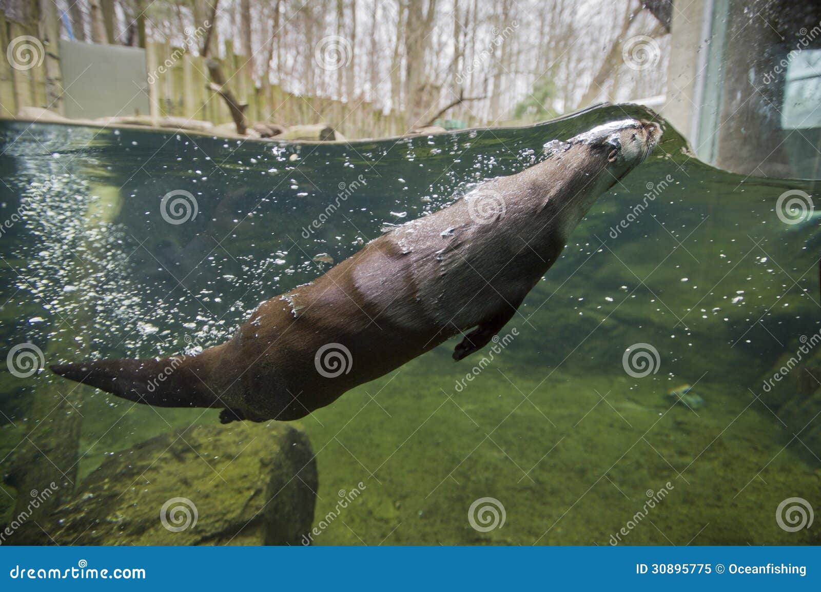 Mink swimming stock image. Image of vertebrate, animal - 30895775
