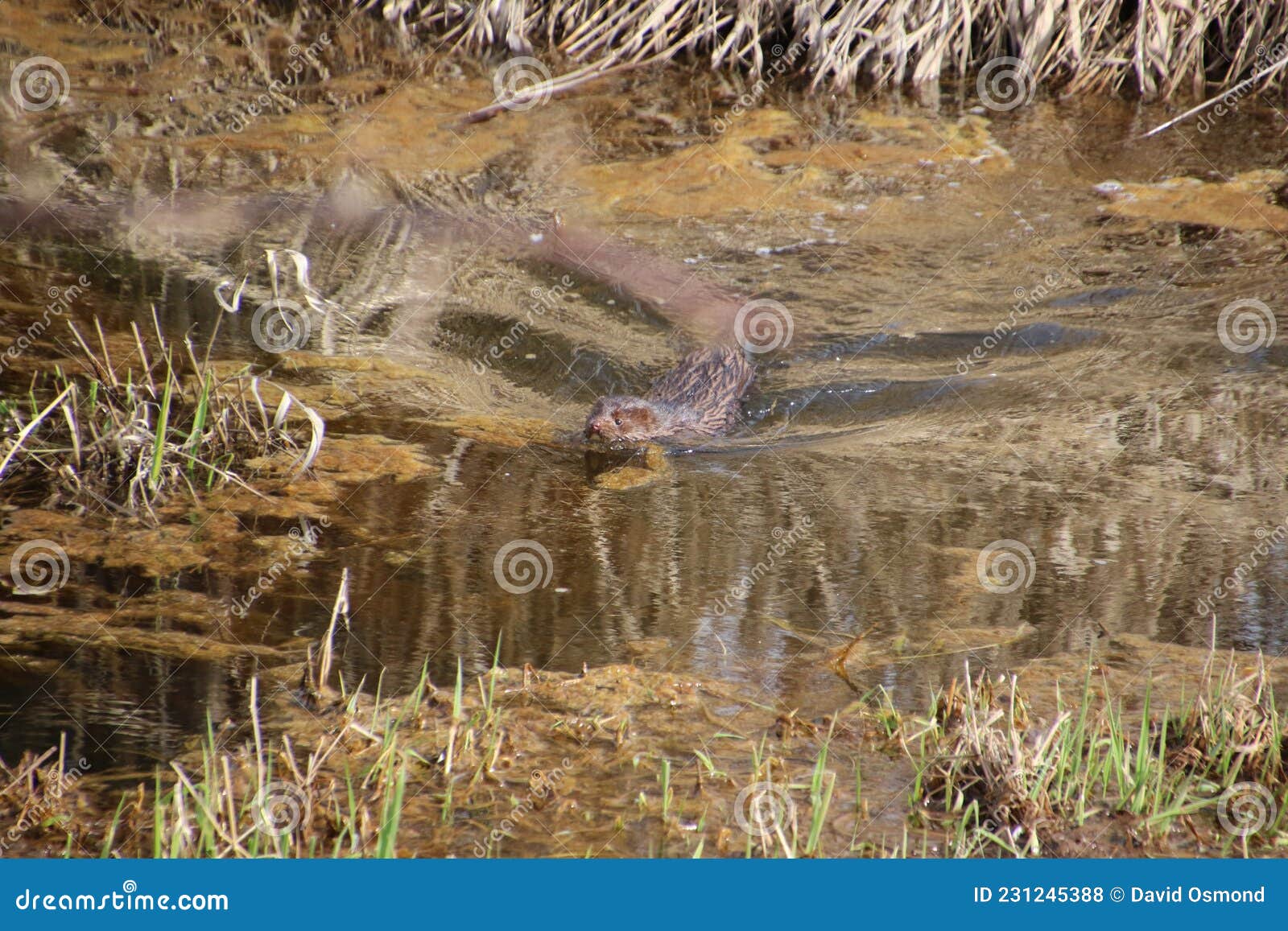 A mink swimming in a ditch stock photo. Image of wildlife - 231245388