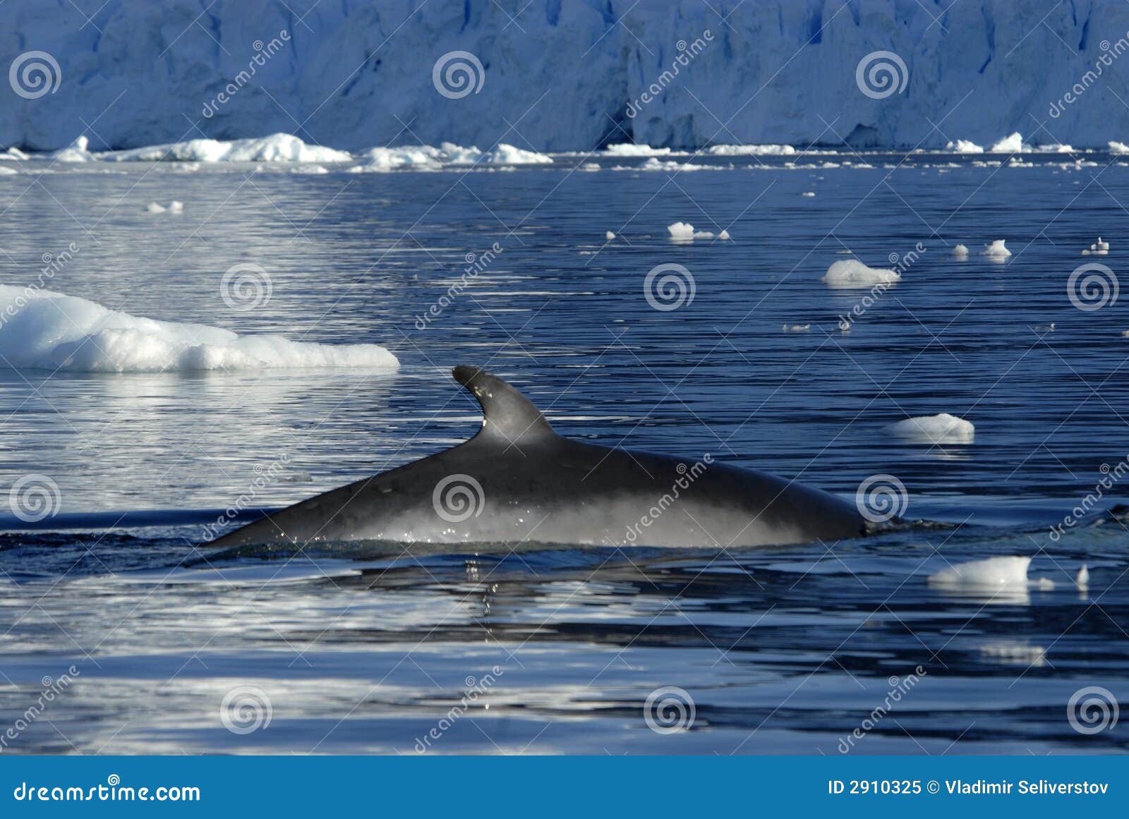 Minke Whale stock image. Image of cold, winter, snow, antarctic - 2910325