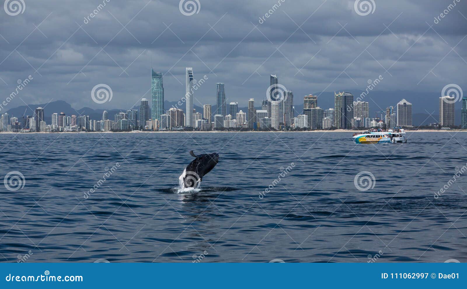 Minke Whale Calf Jumps Out of the Water in Front of the Gold Coast ... Minke Whale Calf Jumps Out of the Water in Front of the Gold Coast ...
