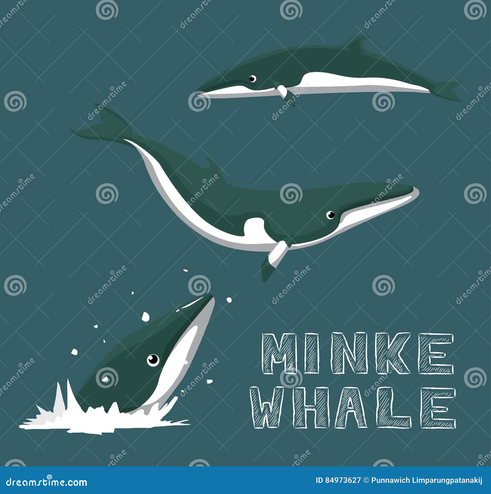 Minke Whale Cartoon Vector Illustration Stock Vector - Illustration of ...