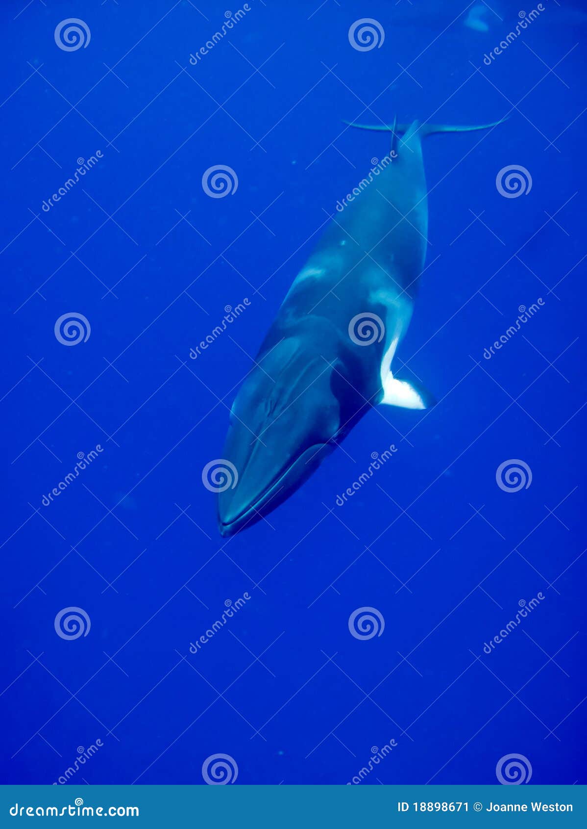 Minke Whale Two Floating Along The Antarctic Stock Image ...