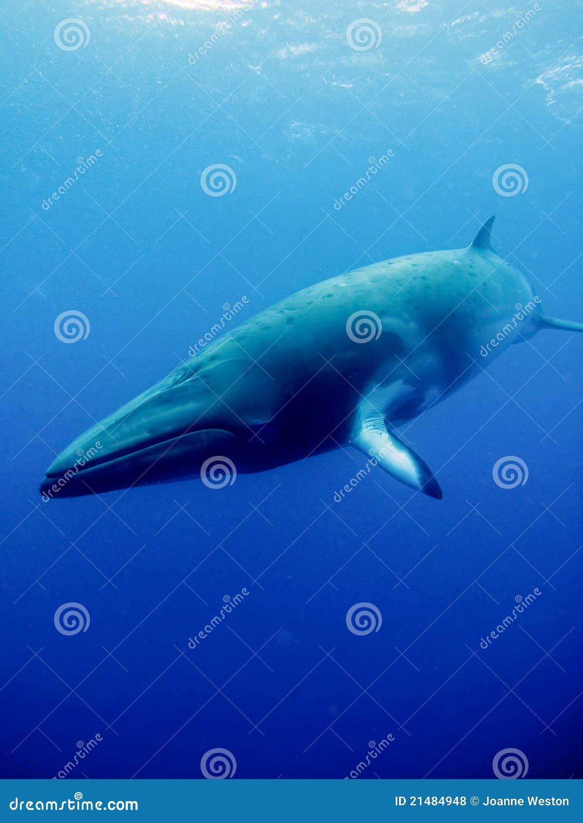 Minkwal Frontseite stockfoto. Bild von unterwasseratemgerät - 21484948