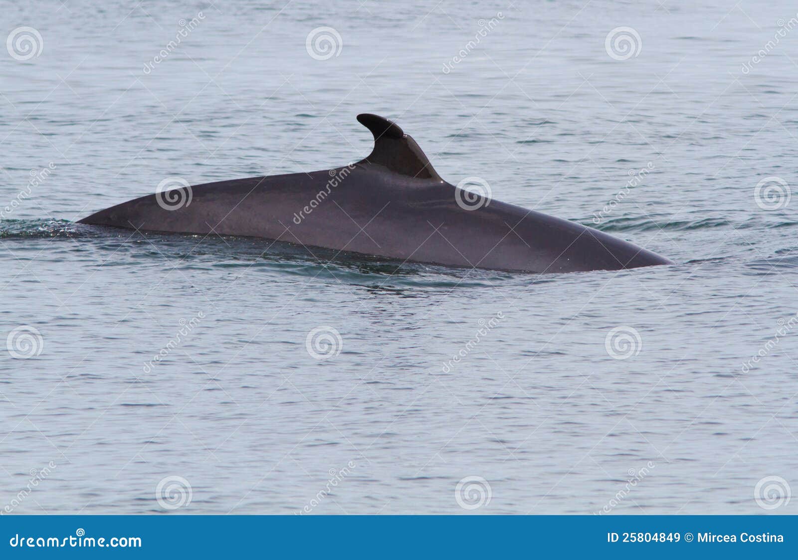 Minkwal-Wal stockbild. Bild von schwarzes, grau, enjoy - 25804849