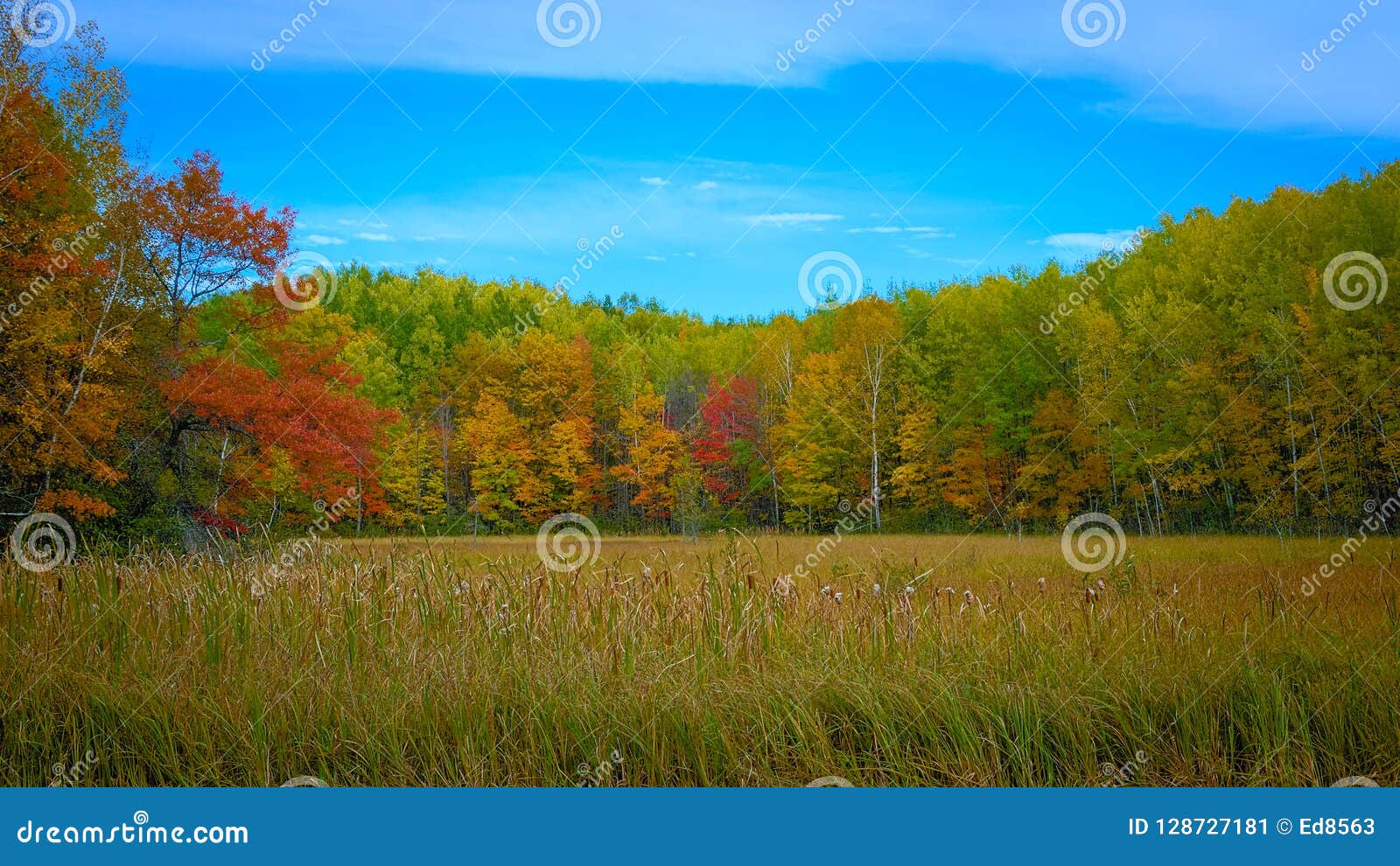 Minnesota Autumn Colorful Forest Trees with Cattails Stock Image ...