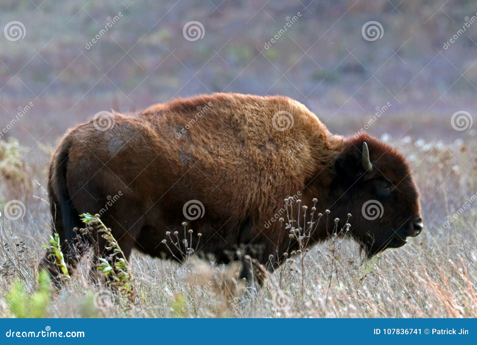 Minnesota Bison 01 stock image. Image of bison, eating - 107836741