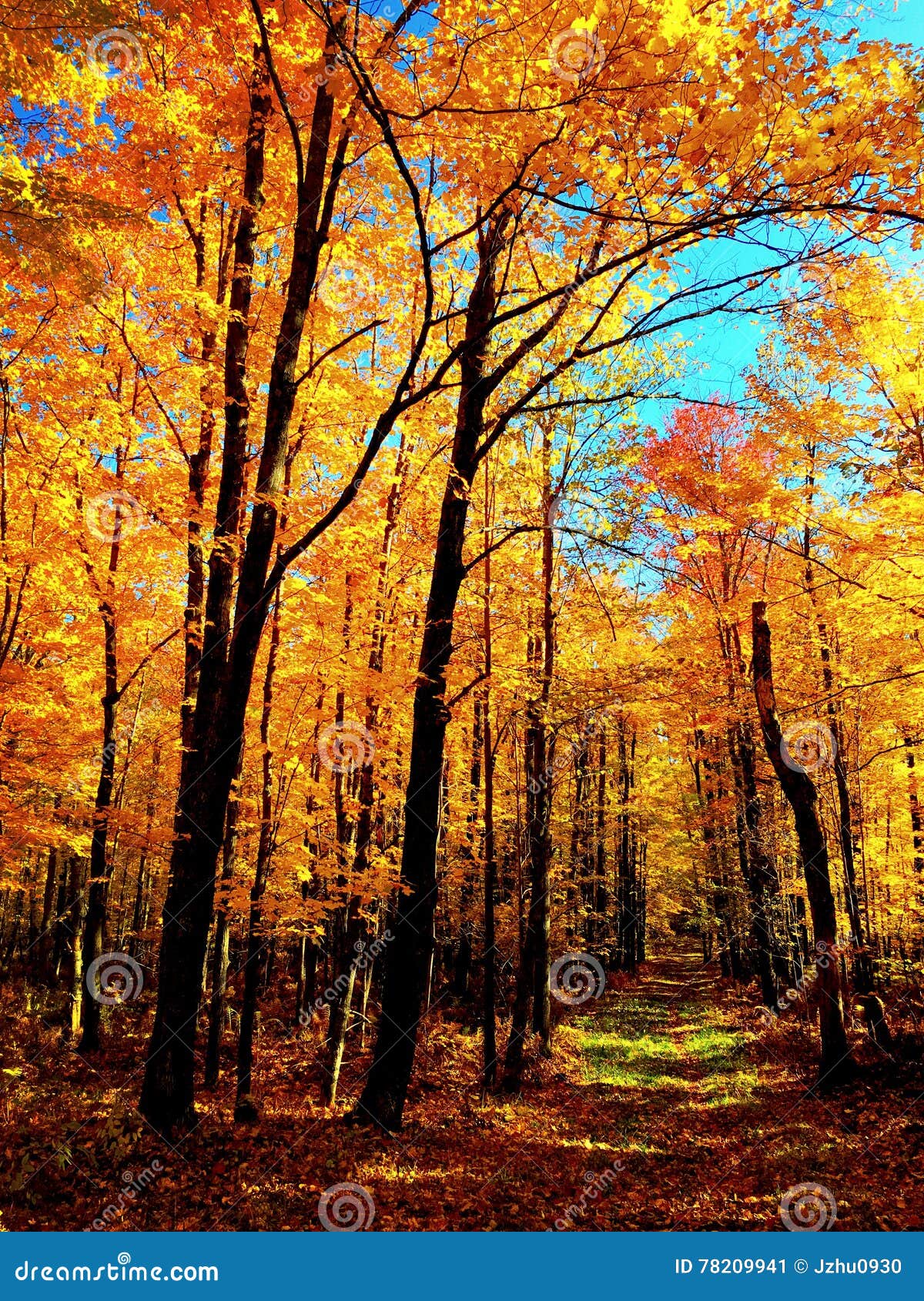 Minnesota Fall stock image. Image of fall, park, leaf - 78209941