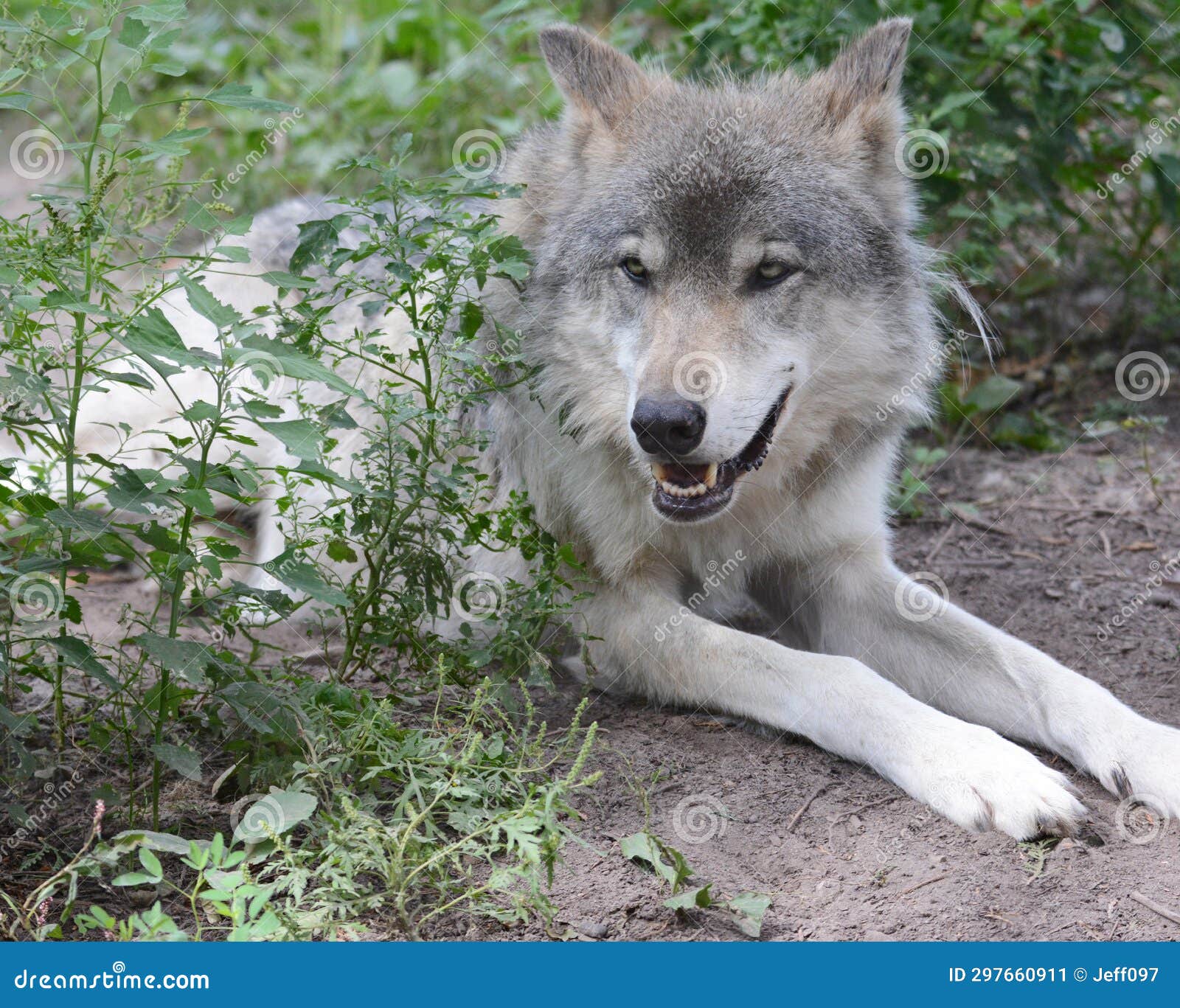 Minnesota Gray Wolf Resting on Ground Stock Image - Image of wildlife ...