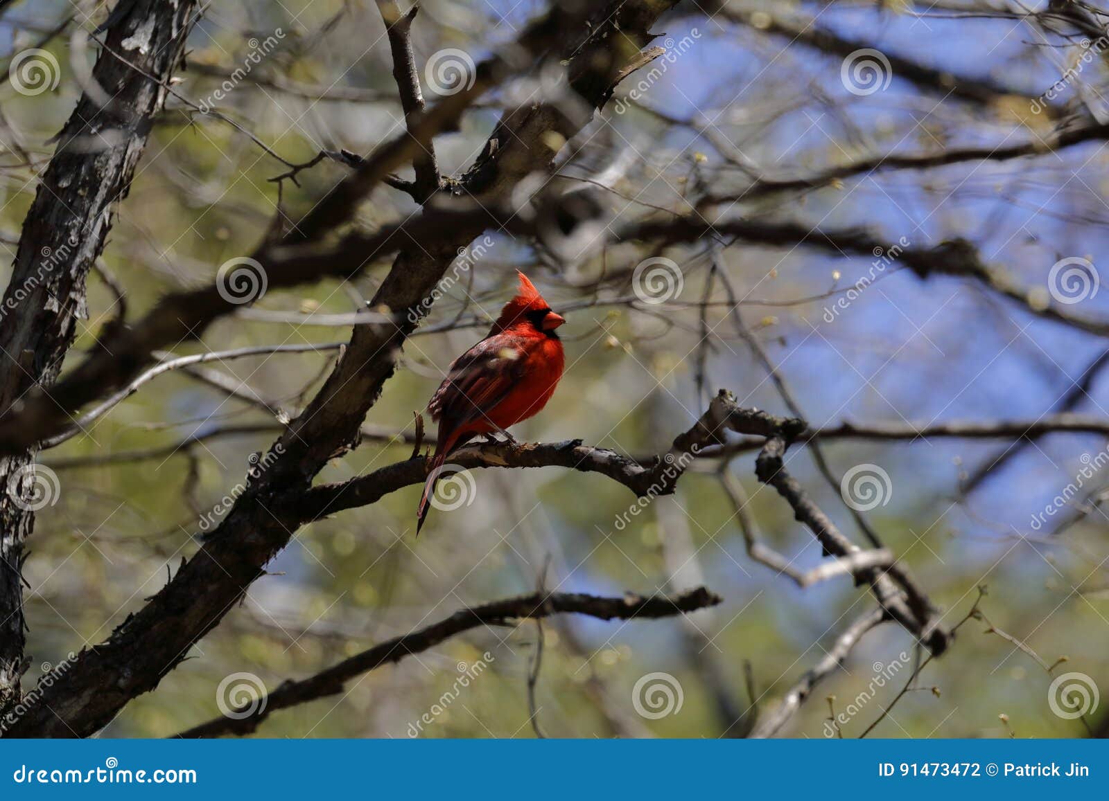 Minnesota Male Cardinal stock photo. Image of crowned - 91473472