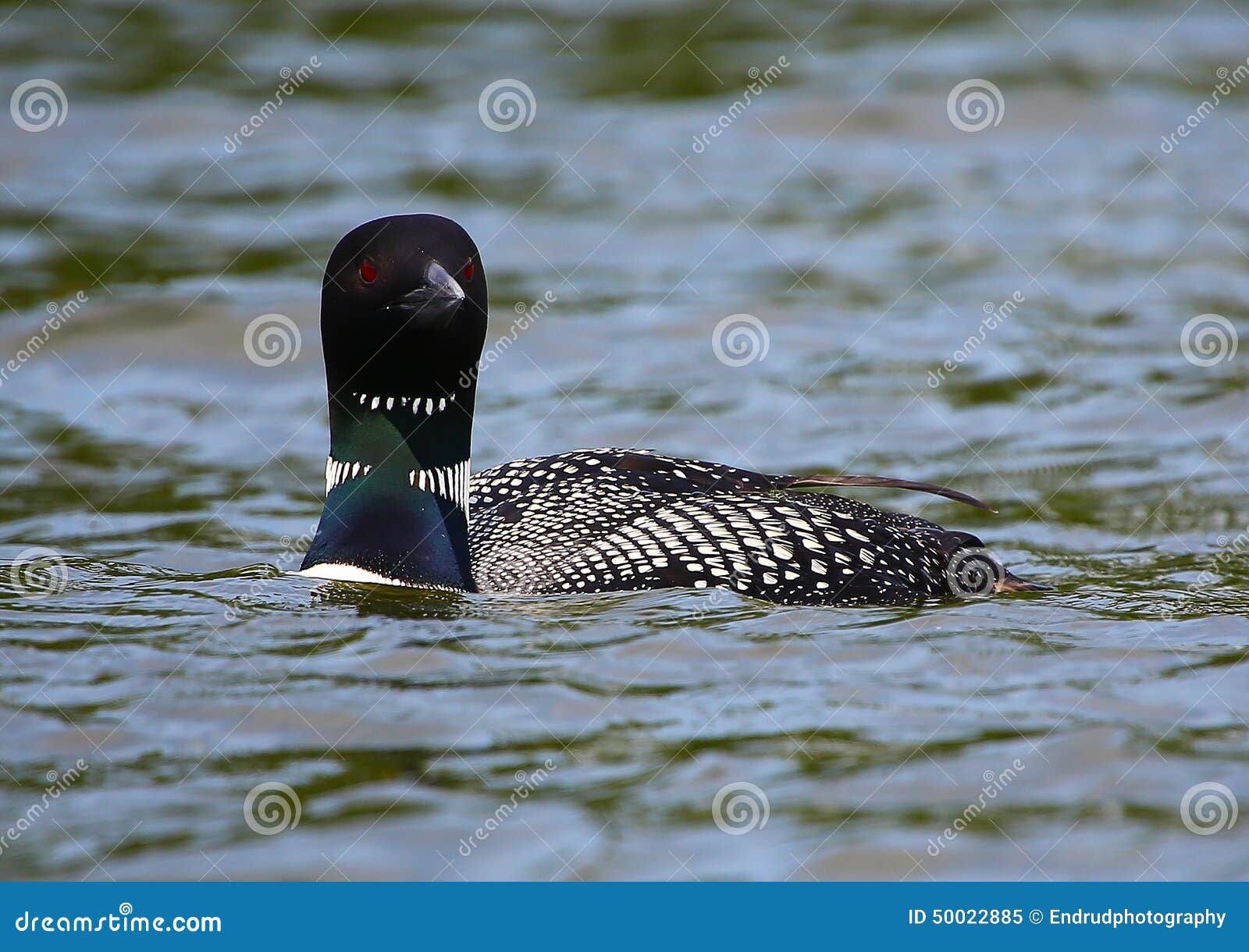 Minnesota State Bird Lake Loon Stock Image - Image of diver, predator ...