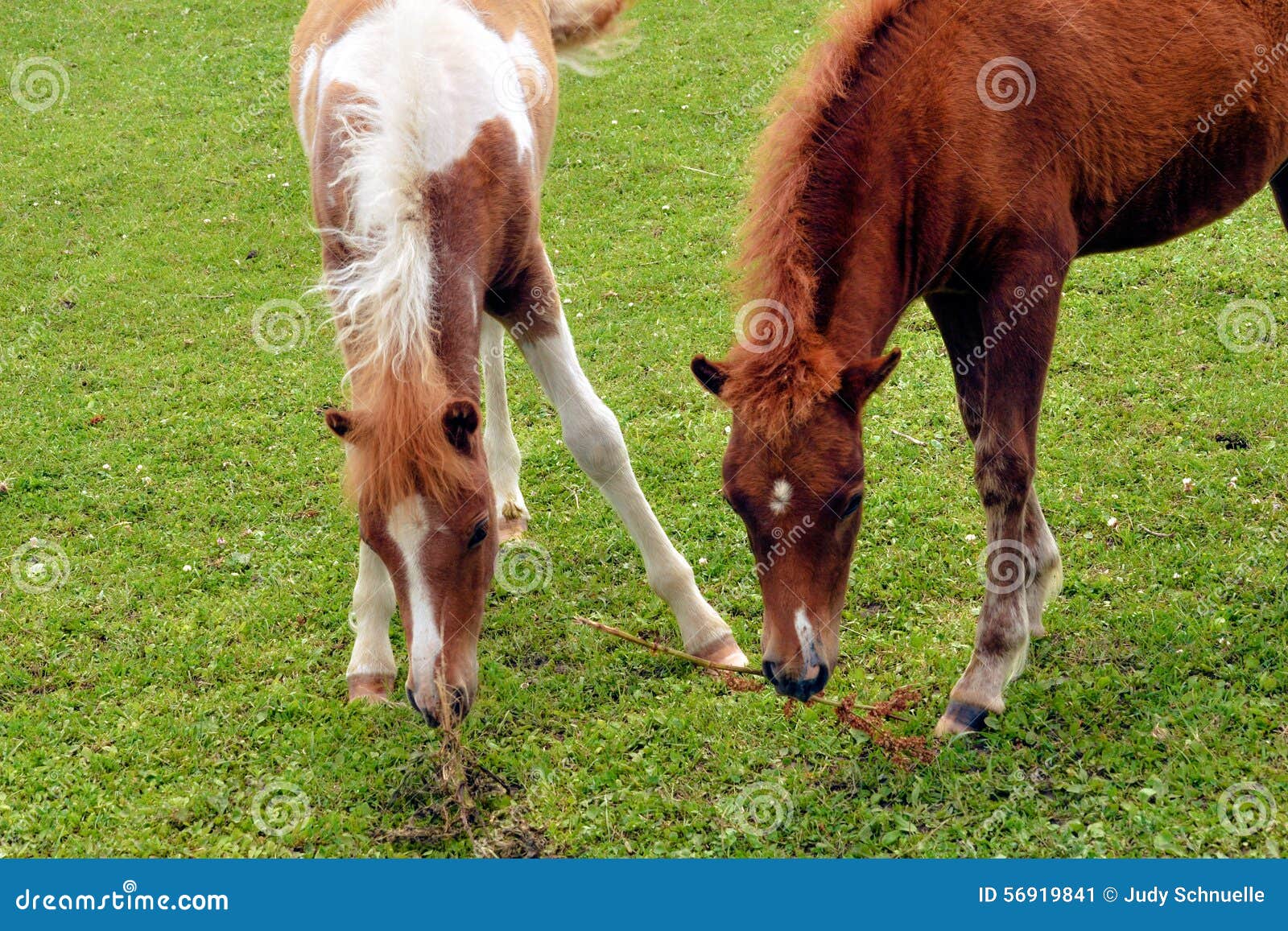 Minnie Horse Colts Grazing stock image. Image of field - 56919841