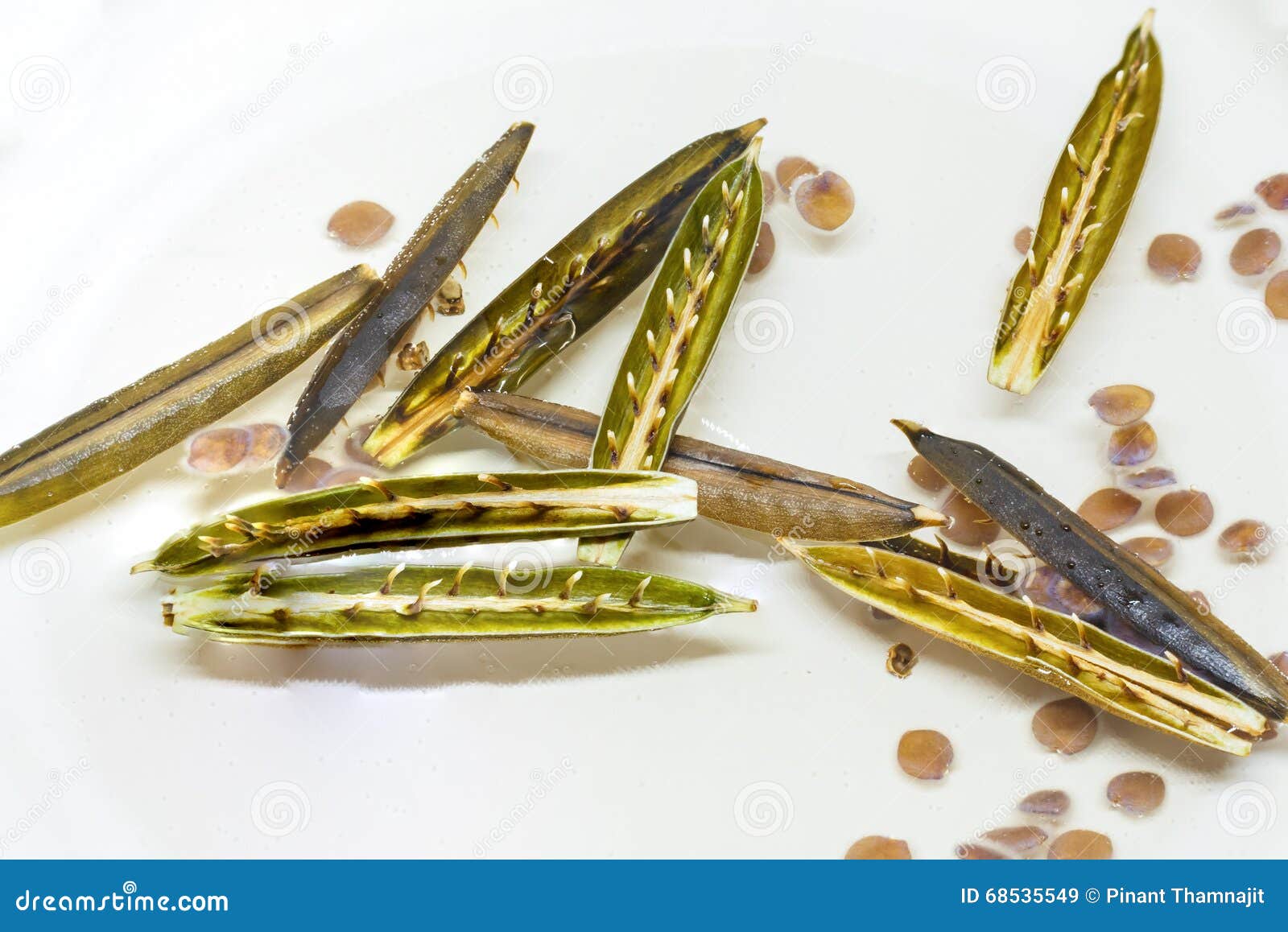Minnie Root Pod and Seed in Water. Stock Image - Image of seed, plant ...