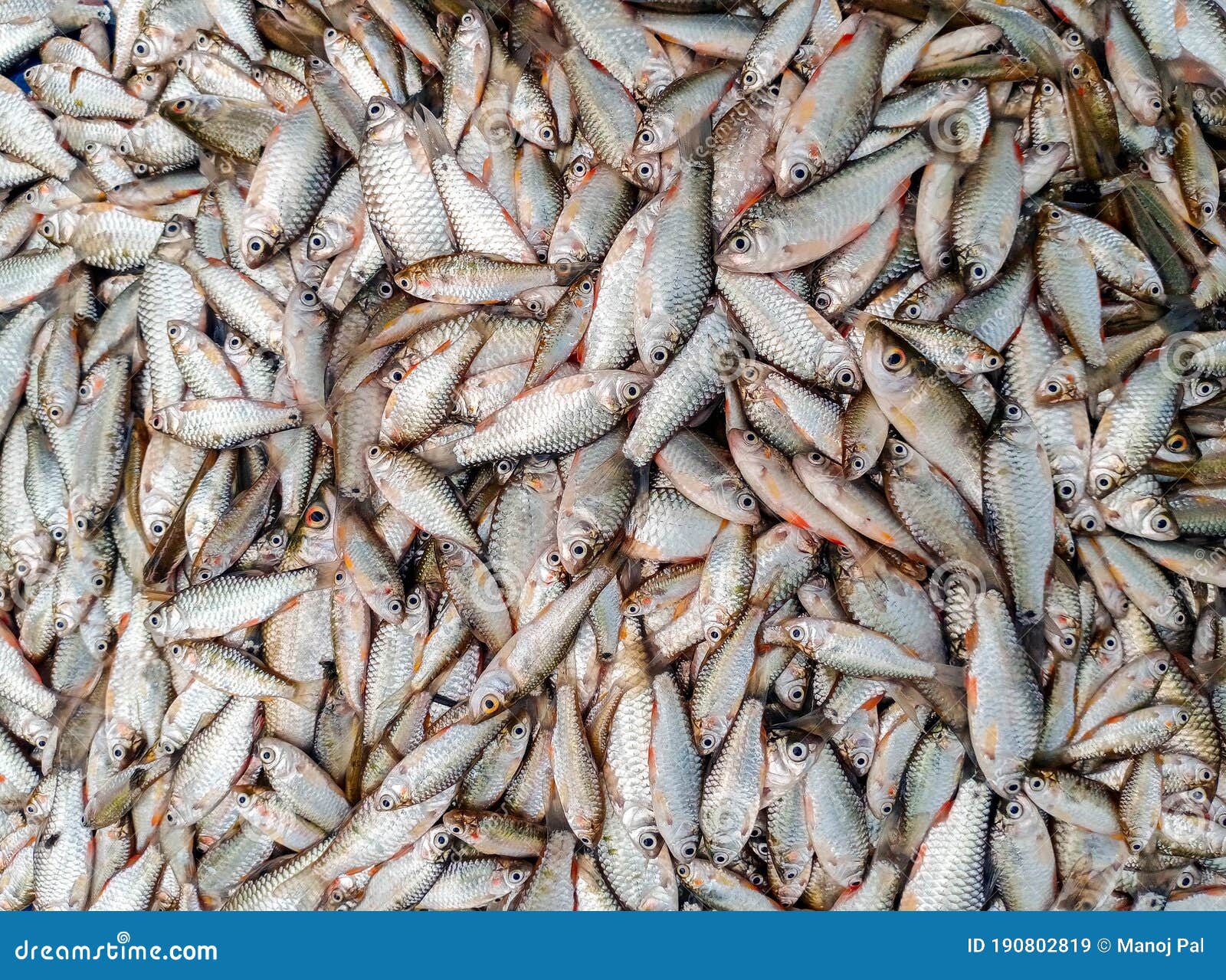 MINNOW FISH INDIAN FISH MARKET Stock Image - Image of fishing, bluegill ...