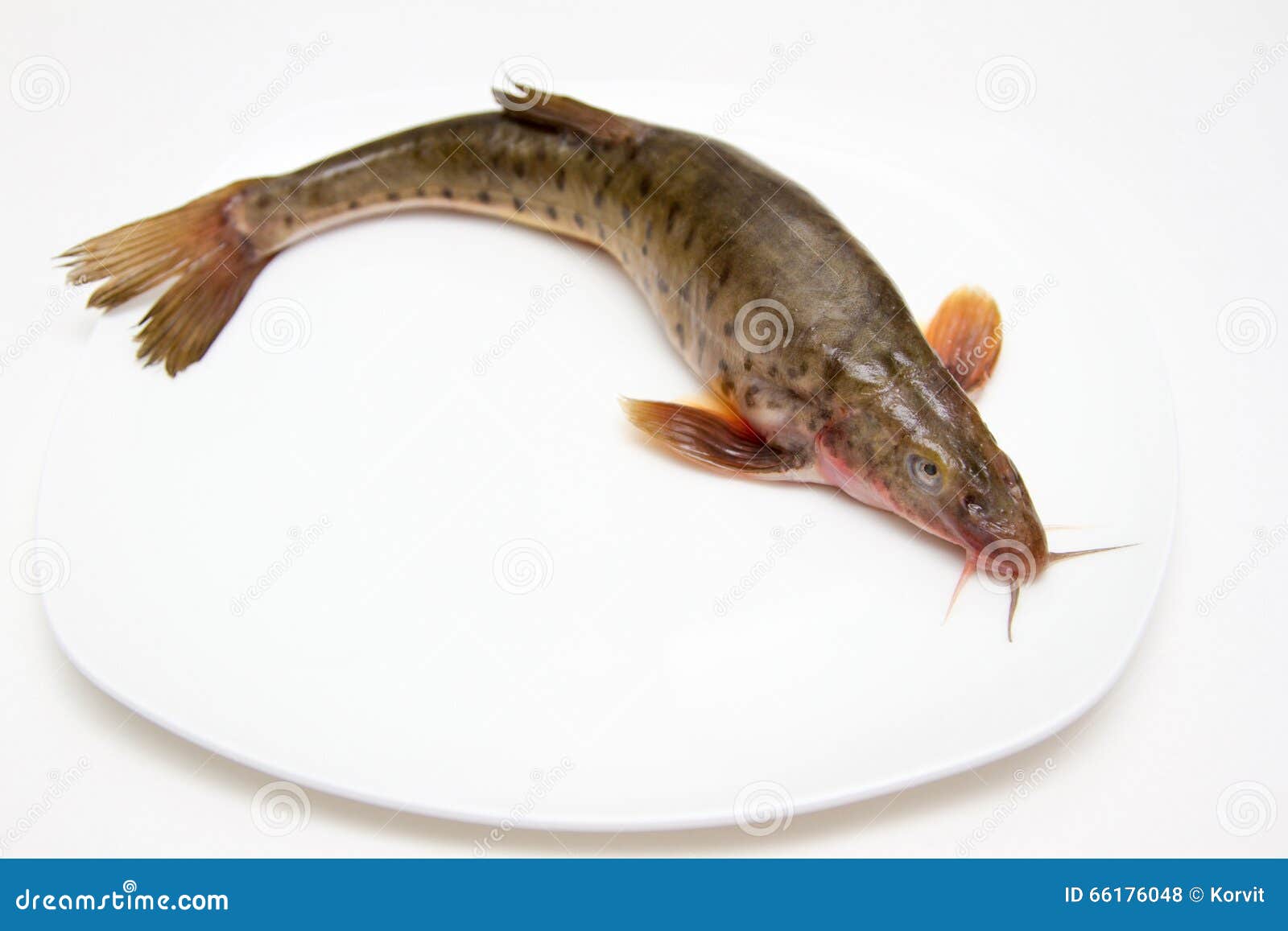 Minnow stock photo. Image of white, minnow, water, ichthyology - 66176048