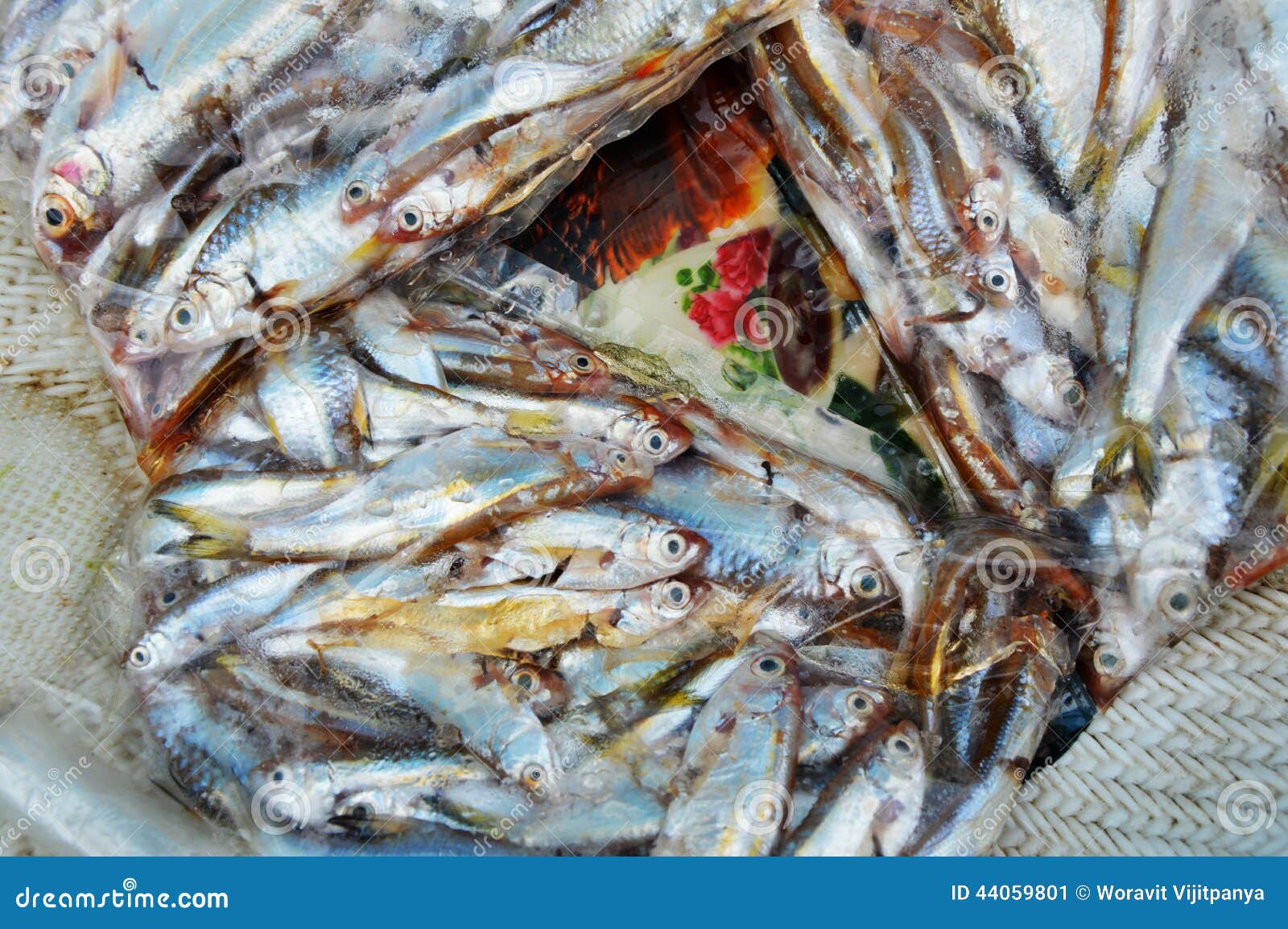 Minnow stock image. Image of common, aquatic, market - 44059801
