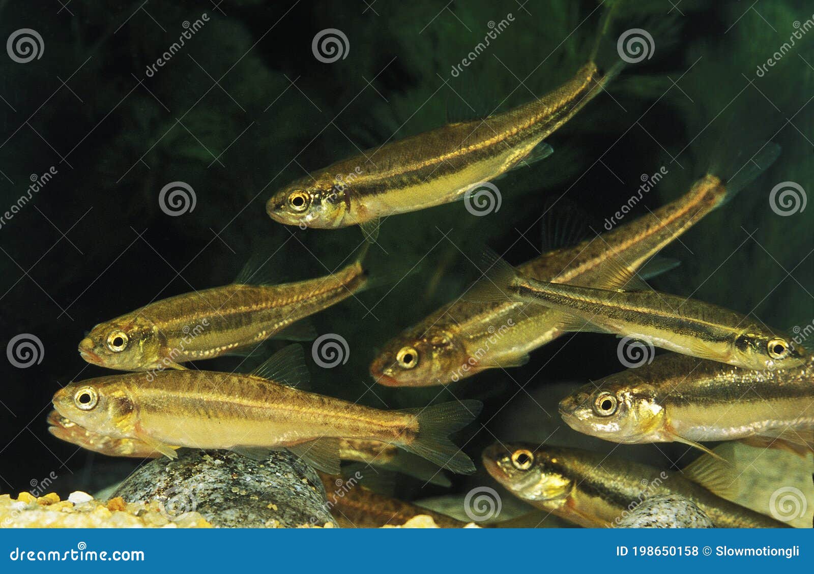 Minnow, phoxinus phoxinus stock photo. Image of gerard - 198650158