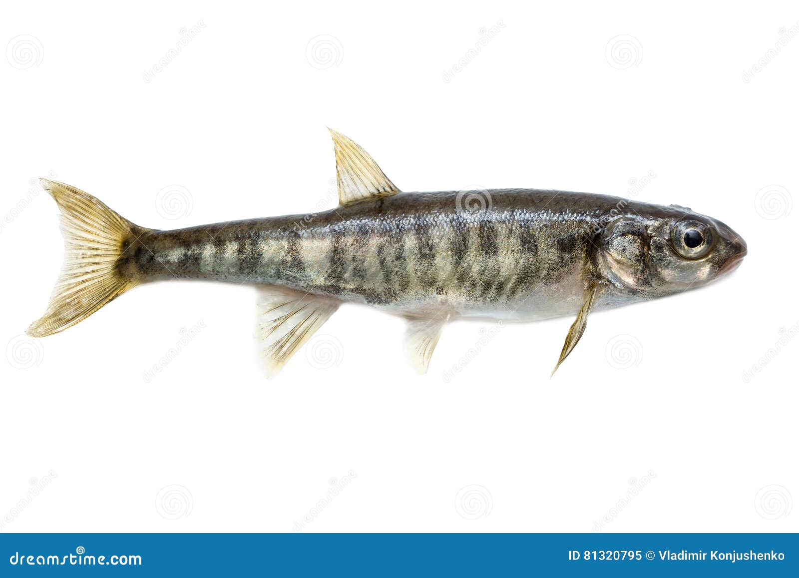 Minnow stock image. Image of zoology, phoxinus, white - 81320795