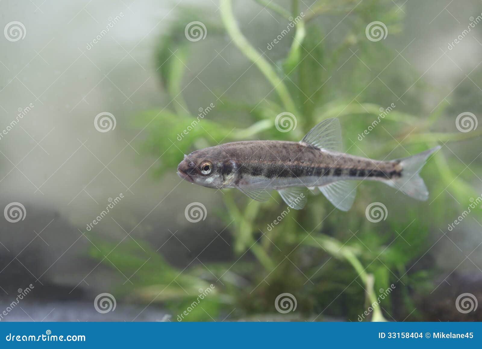 Minnow, Phoxinus Phoxinus stock photo. Image of britain - 33158404