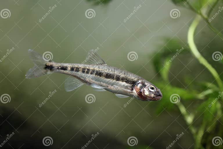 Minnow, Phoxinus Phoxinus stock image. Image of fish - 33158431
