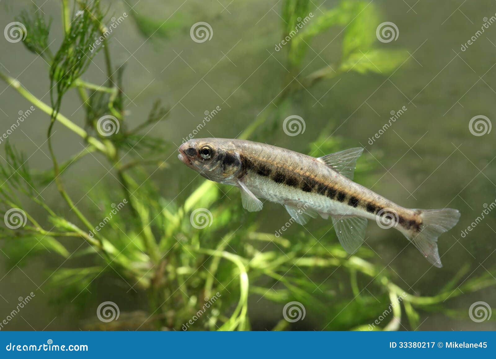Minnow, Phoxinus Phoxinus stock image. Image of water - 33380217