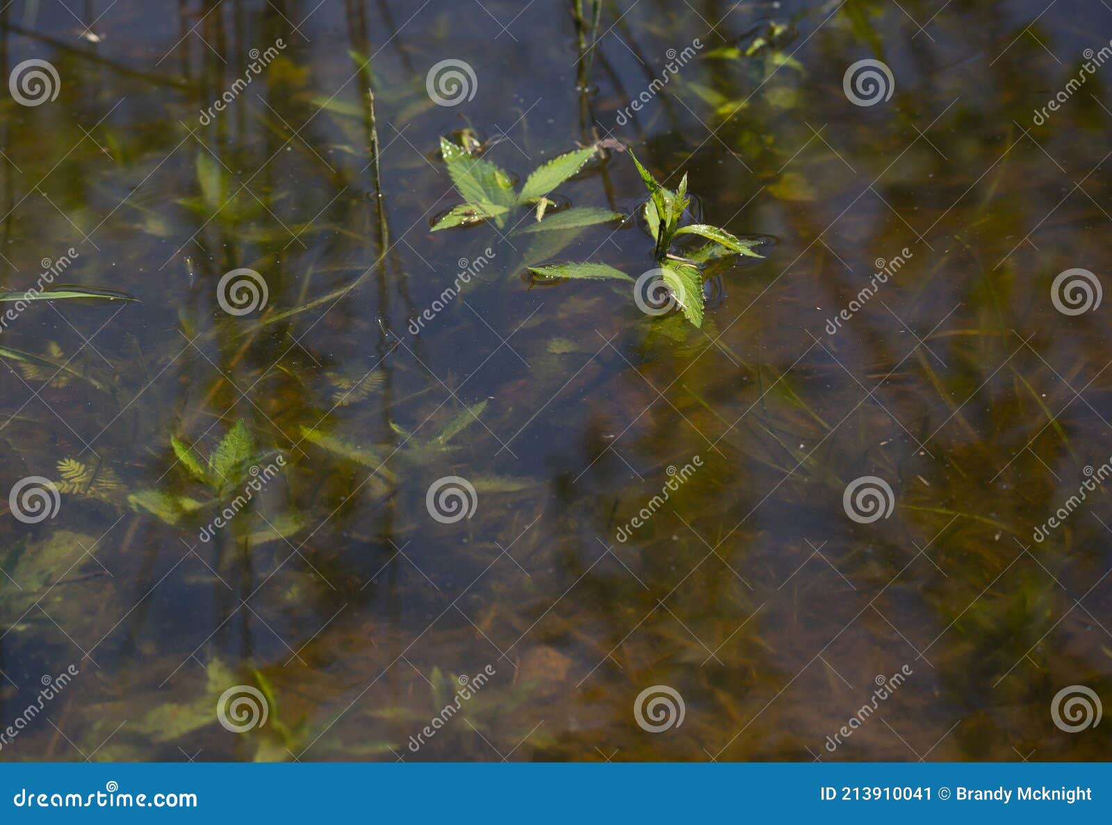 Minnows in a Shallow Area stock image. Image of environmental - 213910041