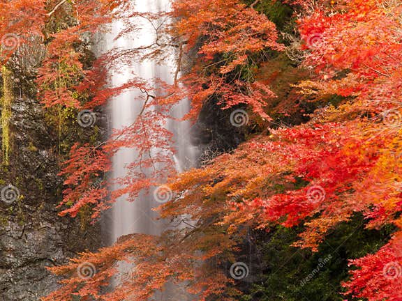 Minoh waterfall in autumn stock image. Image of autumn - 26346857