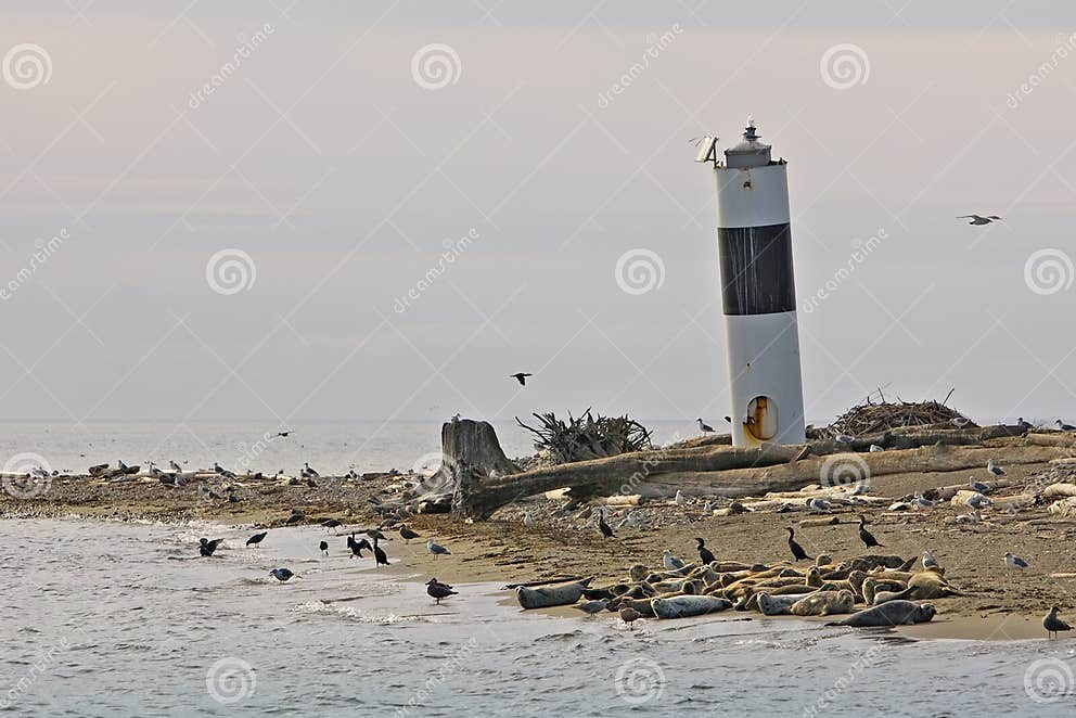 Minor Island Washington State Stock Photo - Image of ground, seal: 11156930