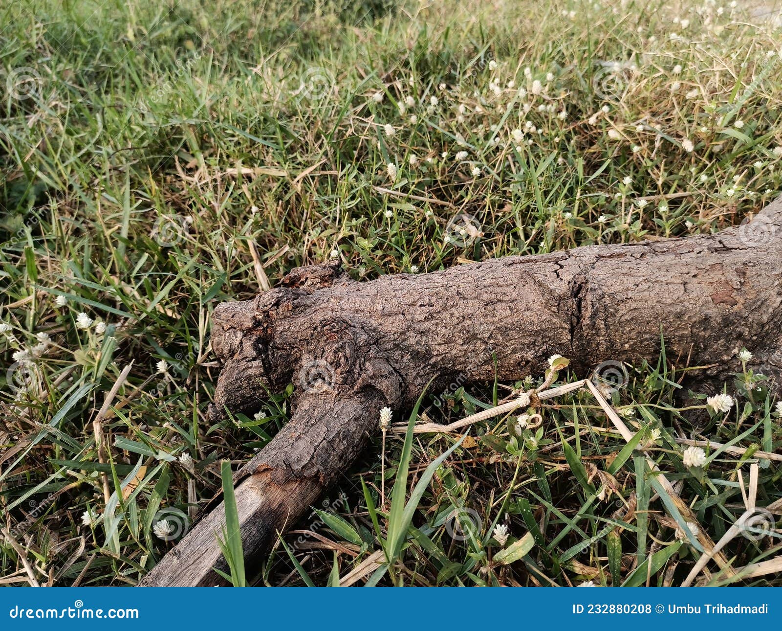 Fallen Logs Have New Shoots On A River Beach Royalty-Free Stock ...