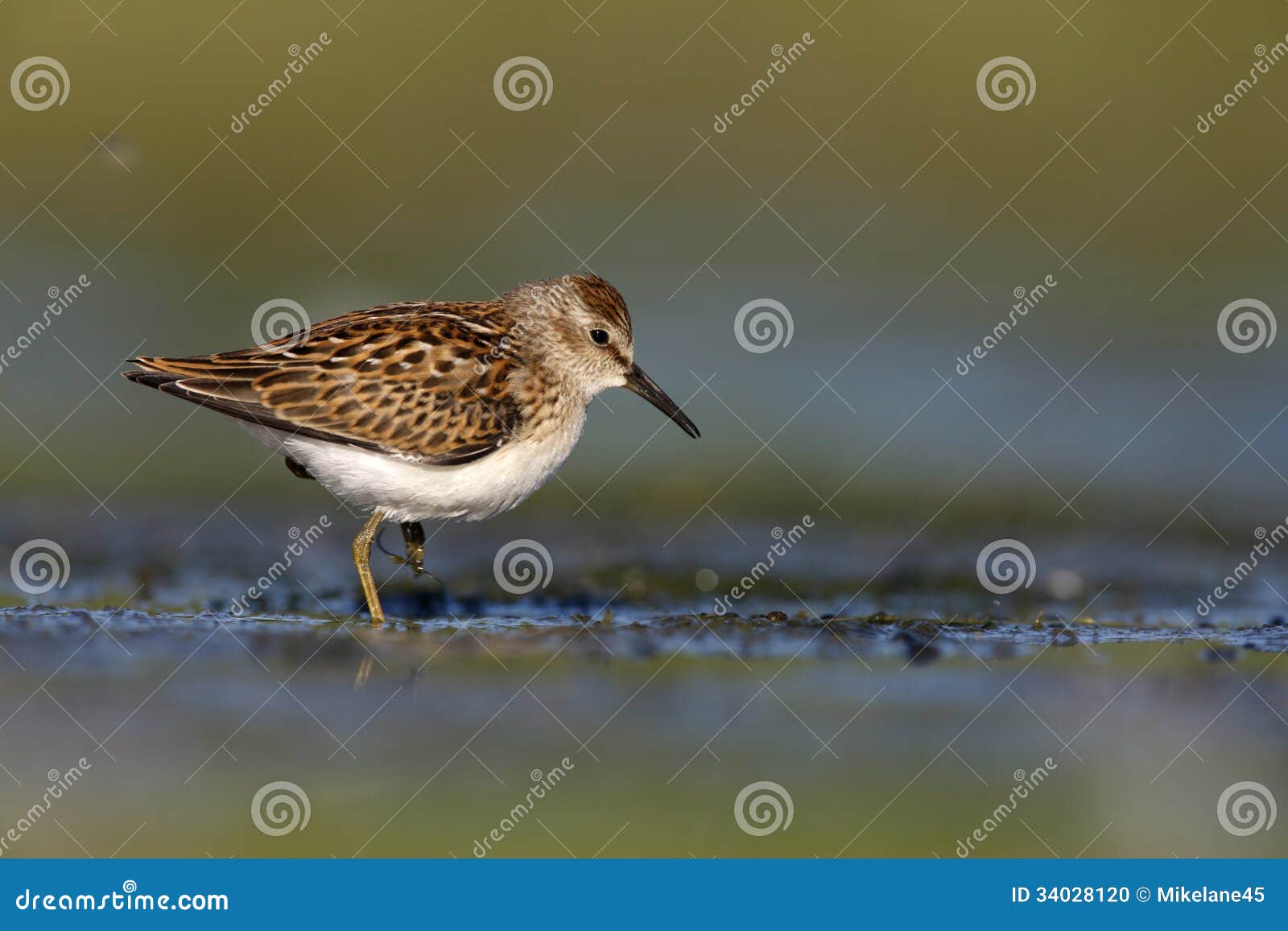 Minste Strandloper, Calidris-minutilla Stock Foto - Image of moeras ...